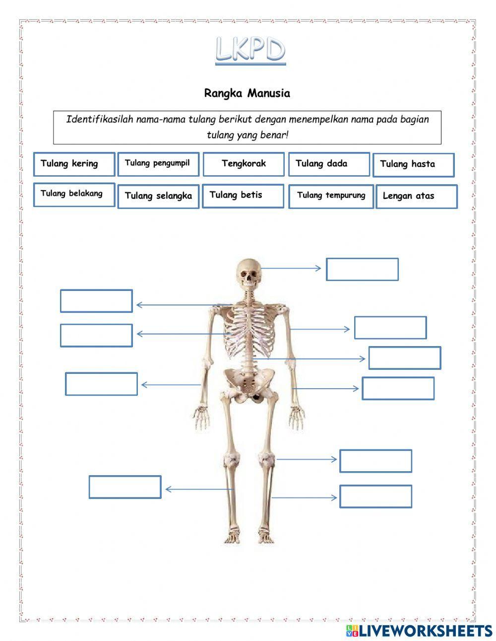 Rangka online worksheet | Live Worksheets