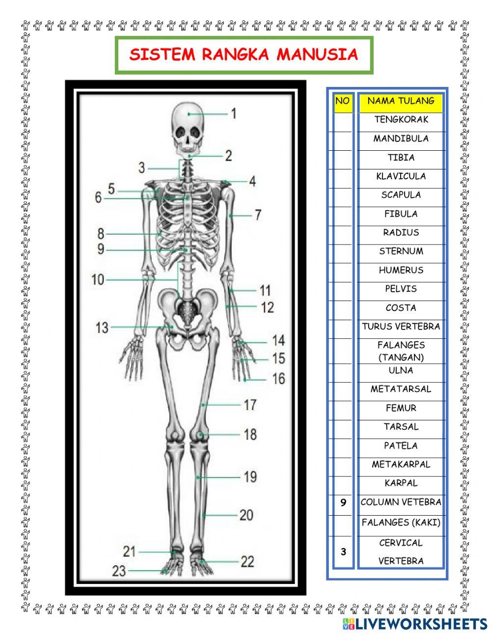 Rangka Manusia free worksheet | Live Worksheets