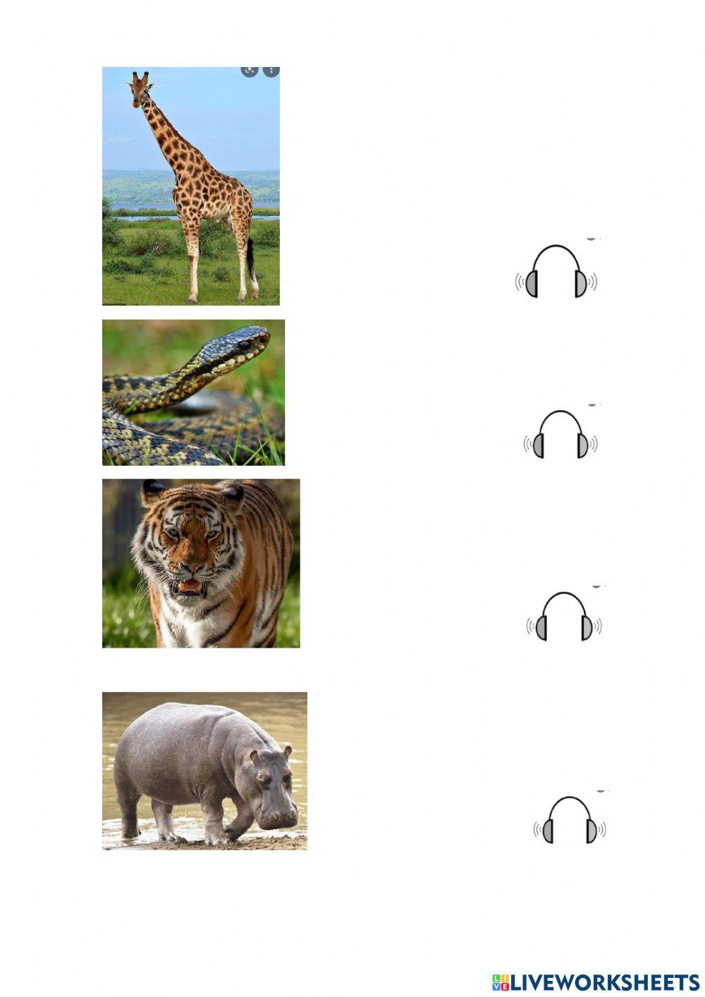 Animals online exercise for Starter | Live Worksheets