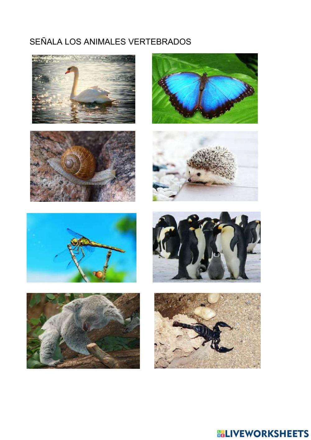 Animales vertebrados online exercise for 2º | Live Worksheets