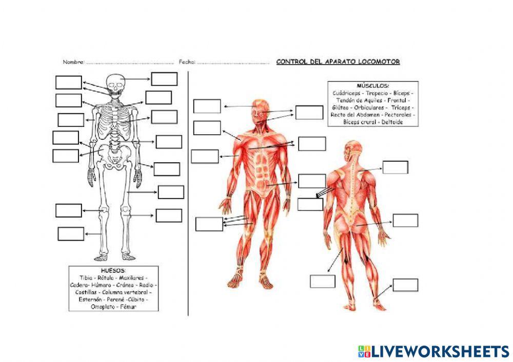 Huesos y músculos 2263880 | XaviPuy | Live Worksheets