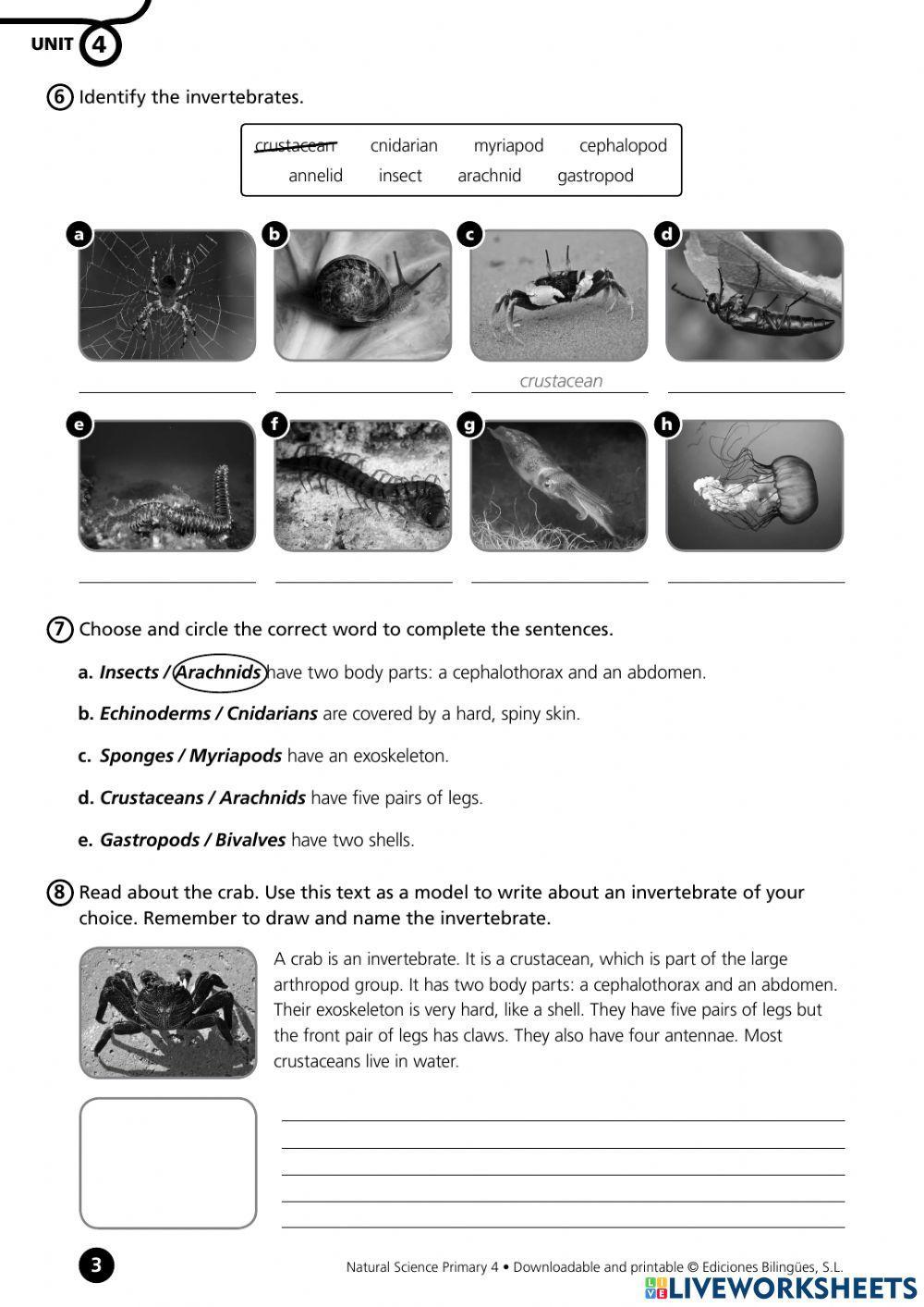 ANIMALS 4TH GRA… | Free Interactive Worksheets | 2264802