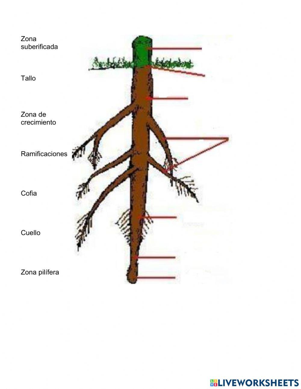 Partes de la raíz 2269601 | Majito_yuly | Live