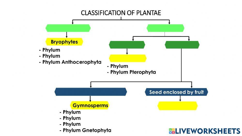 Classification of Plantae 5374883 | aqidah2710 | Live
