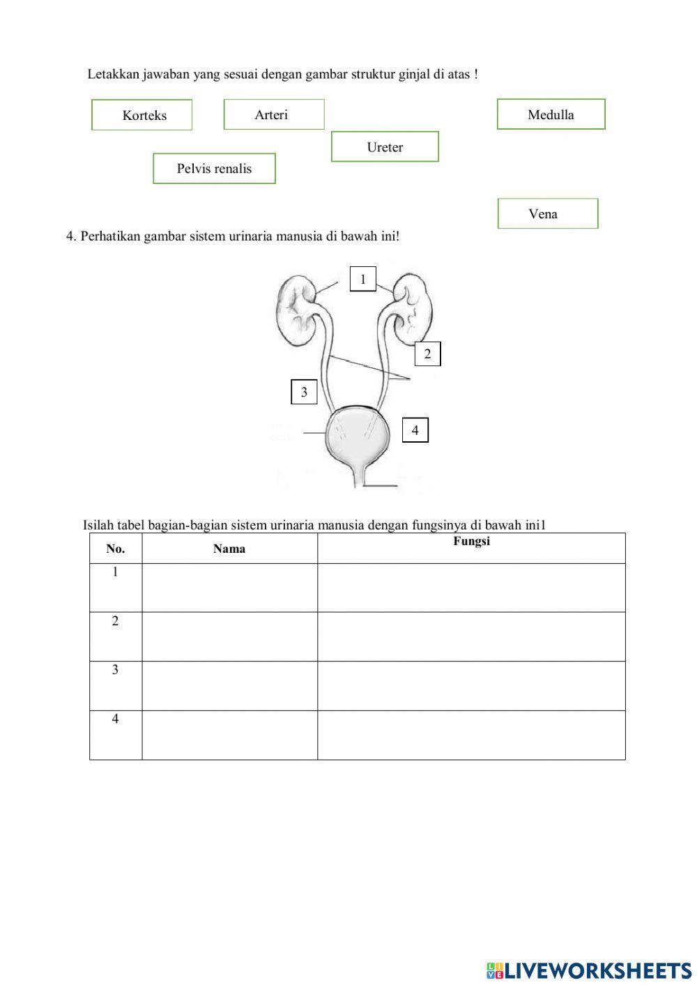 LKPD Sistem Ekskresi online exercise for | Live Worksheets