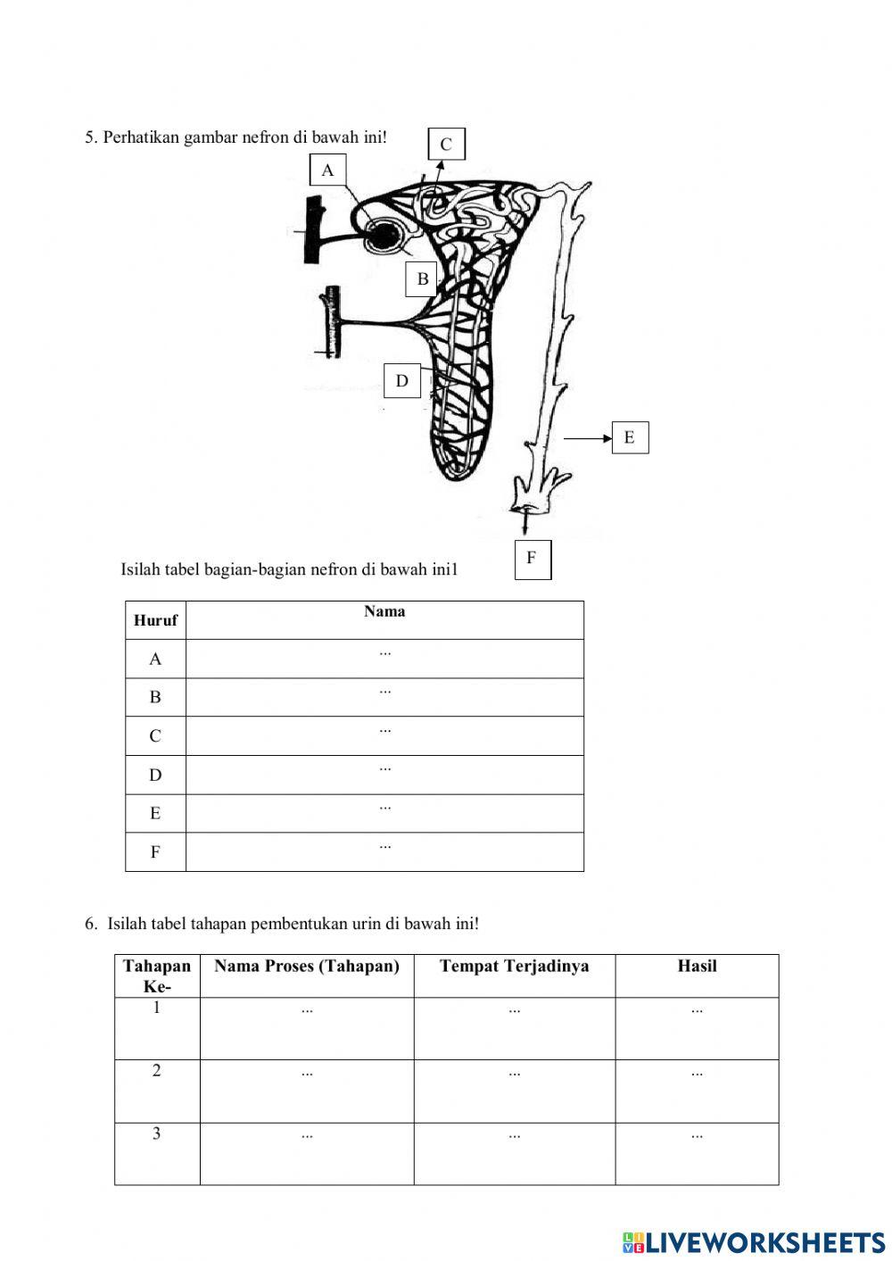 LKPD Sistem Ekskresi online exercise for | Live Worksheets