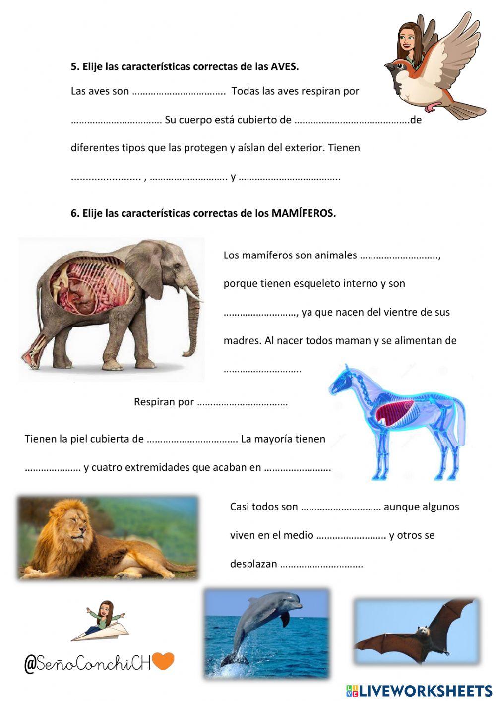 Animales vertebrados online exercise for 3º E.P | Live Worksheets