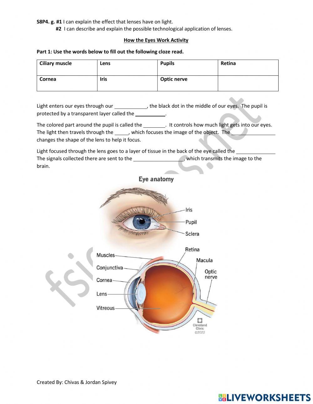 How the Eyes Wo… | Free Interactive Worksheets | 2267954