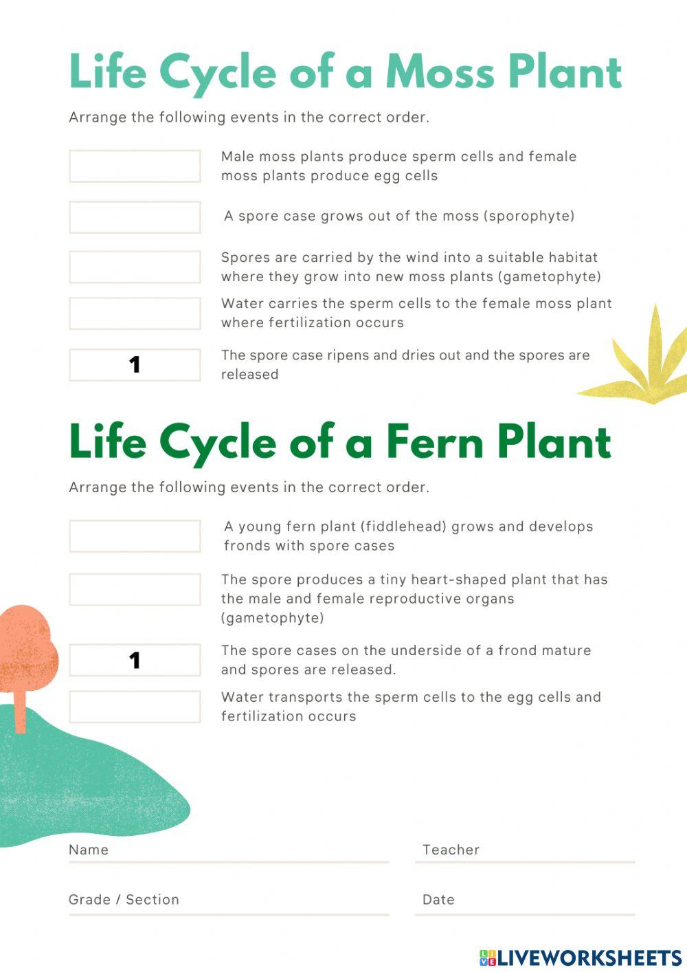 Life Cycle of M… | Free Interactive Worksheets | 2268386