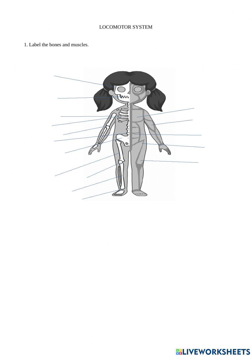 2269758 | Muscles and bones | Roseanne | LiveWorksheets