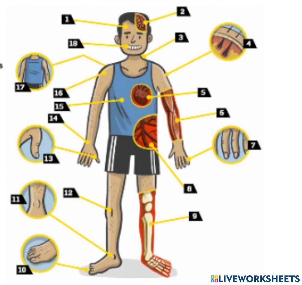 The body | Free Interactive Worksheets | 2271046
