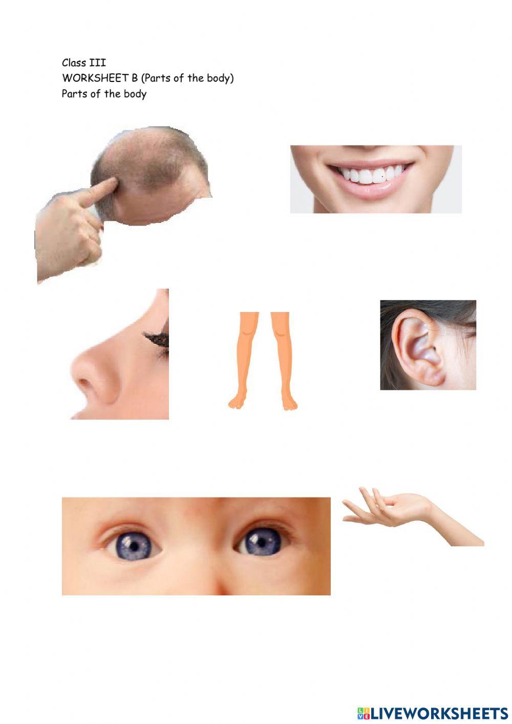 Naming body parts worksheet | Live Worksheets