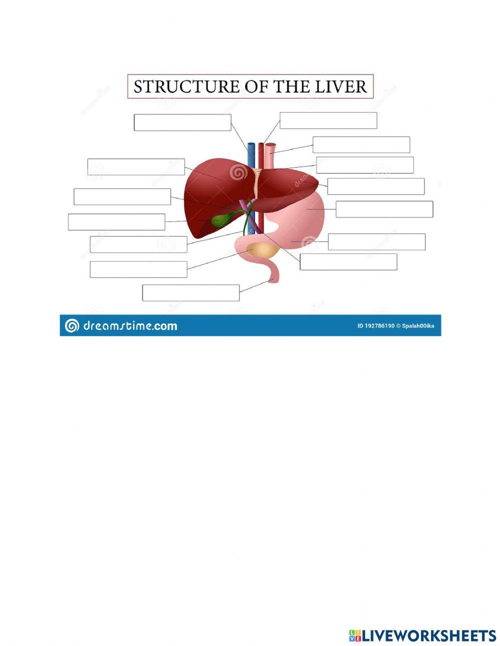 liver online exercise for | Live Worksheets