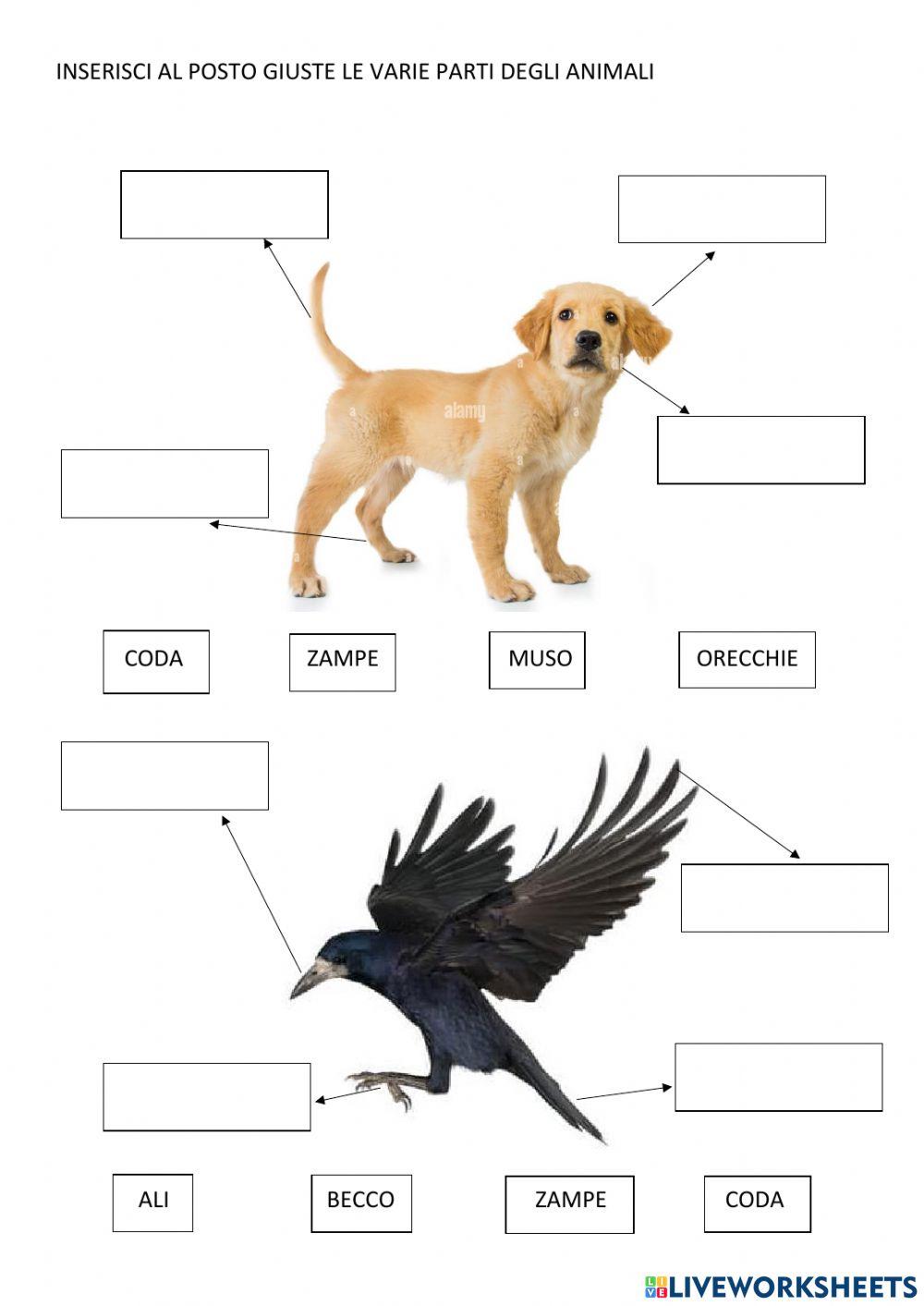 Parti degli animali worksheet | Live Worksheets