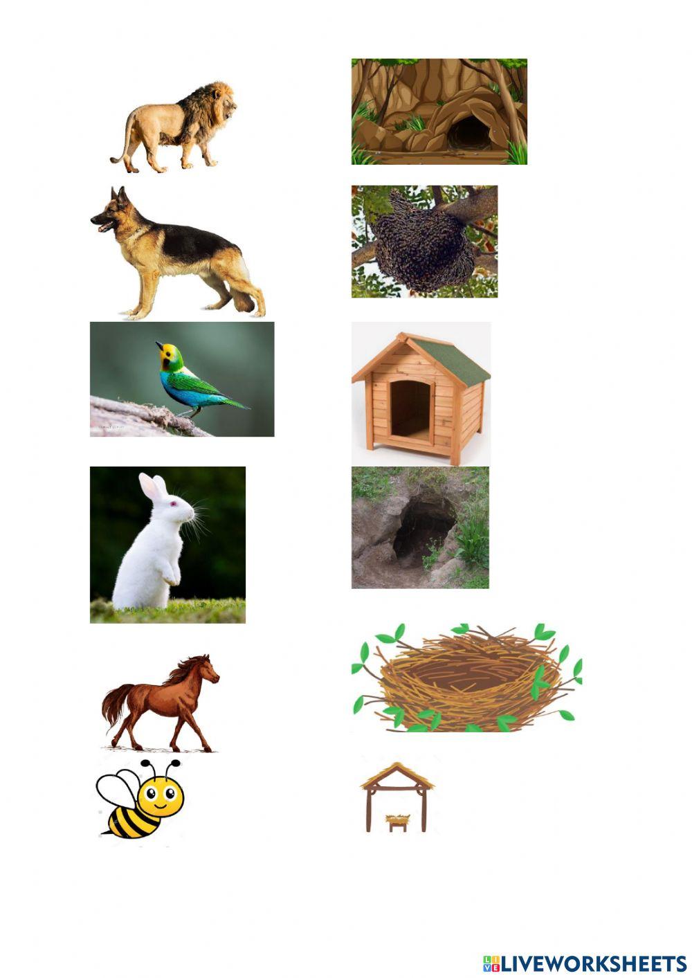 Evs online exercise for Grade 1 | Live Worksheets