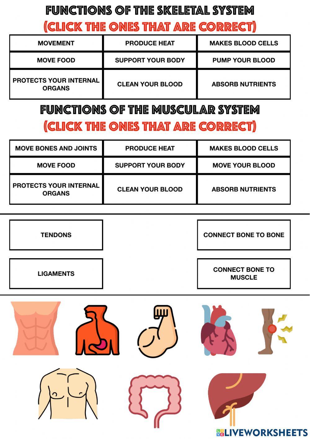 Locomotor system | Free Interactive Worksheets | 2274865