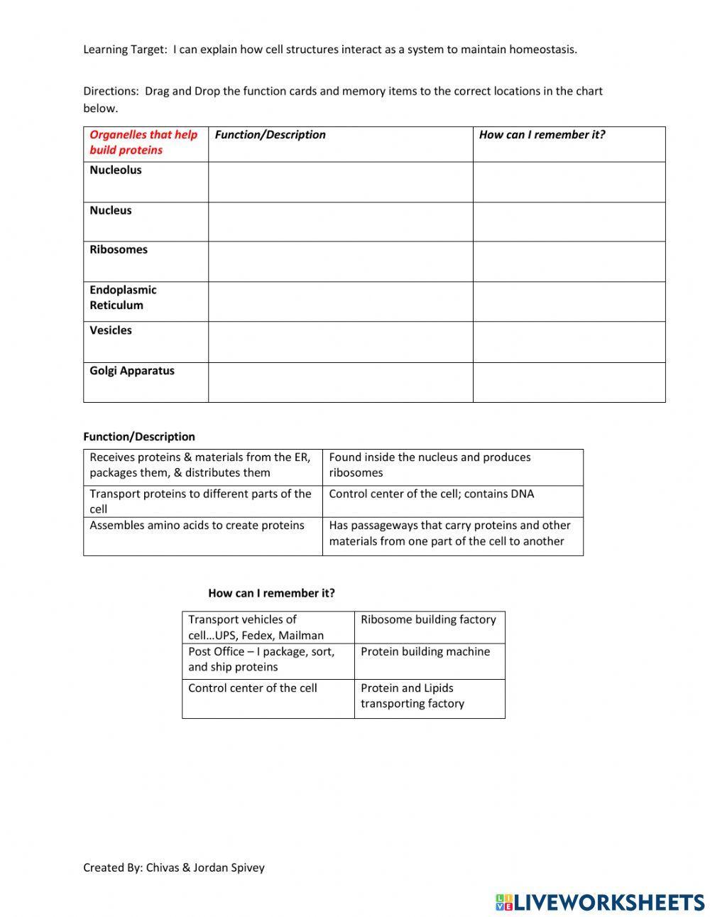 Organelles That Build Proteins Interactive Activity worksheet | Live ...