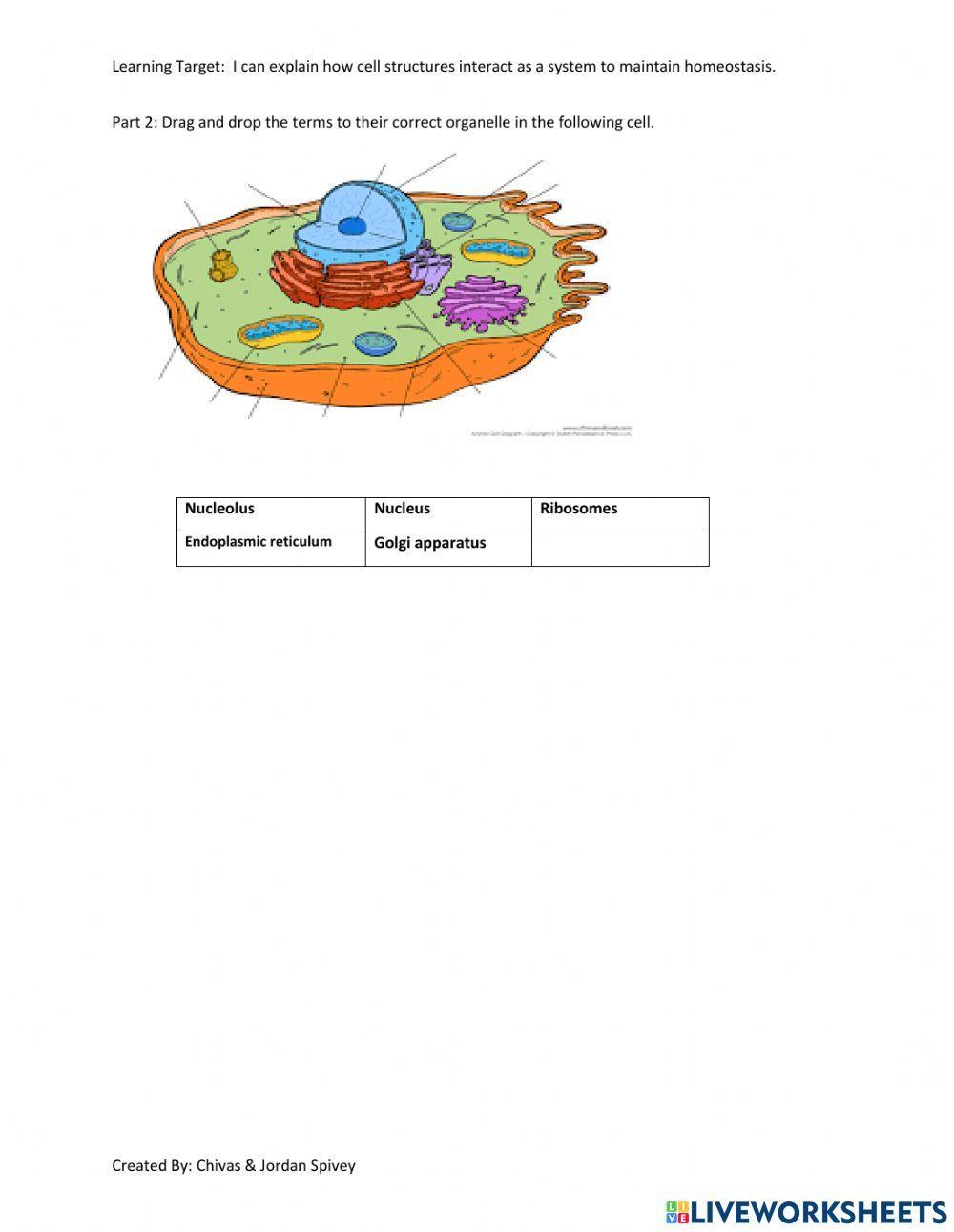 Organelles That Build Proteins Interactive Activity worksheet | Live ...