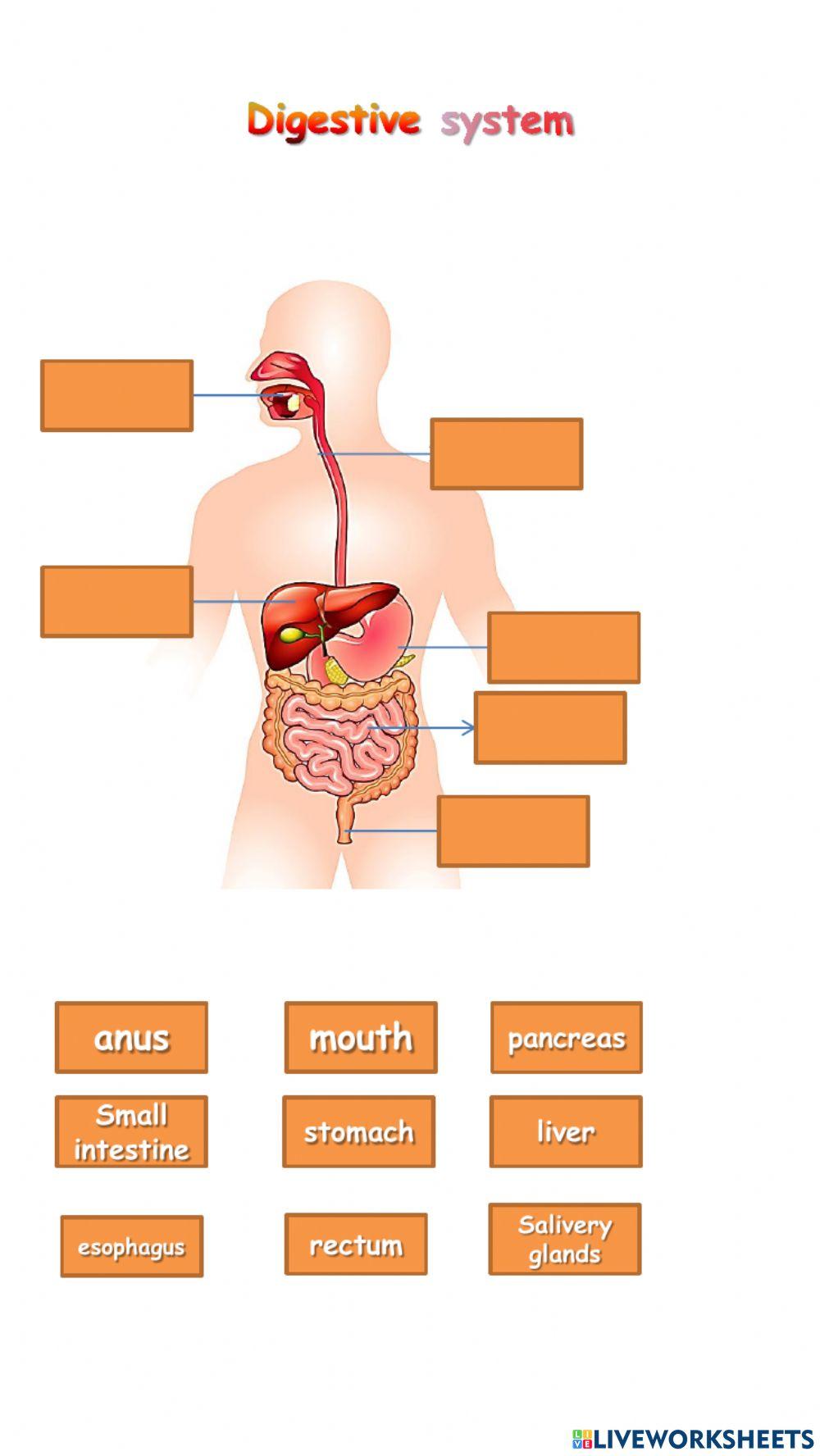 Digestive system 2276340 | AKUTORIA ACADEMY | Live