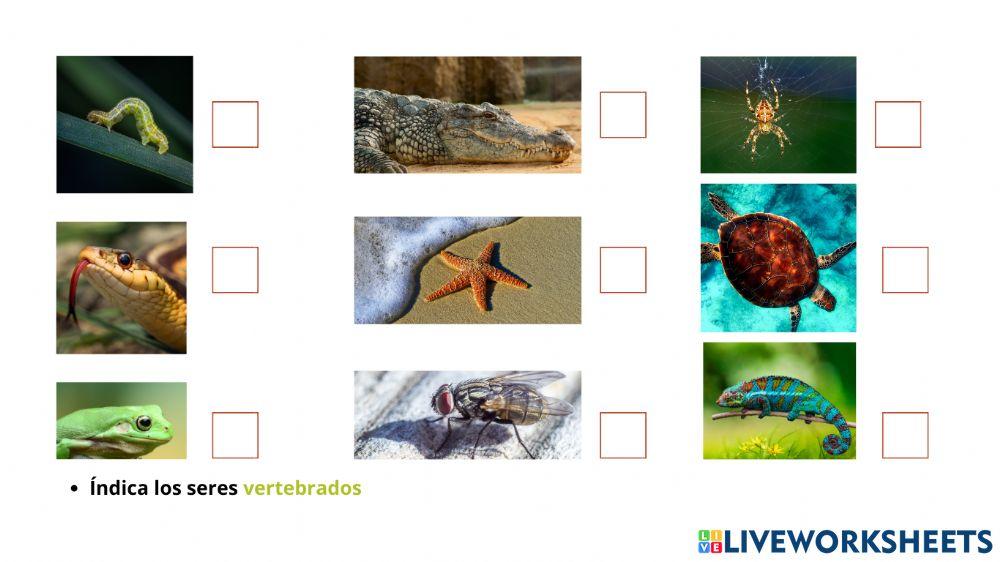 Vertebrados worksheet for segundo o tercer de primaria | Live Worksheets