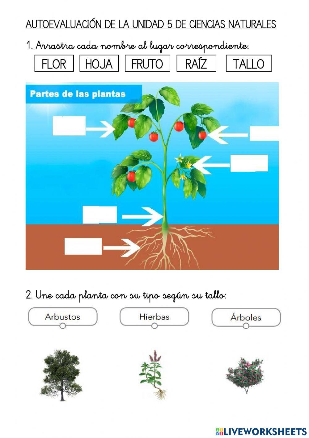 2277291 | Cta | MARCELINO | LiveWorksheets