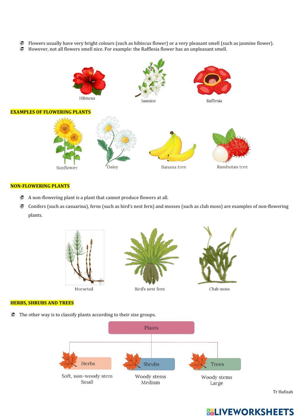 2278029 | Classifying plants | Tr Feez | LiveWorksheets 2278029 | Classifying plants | Tr Feez | LiveWorksheets