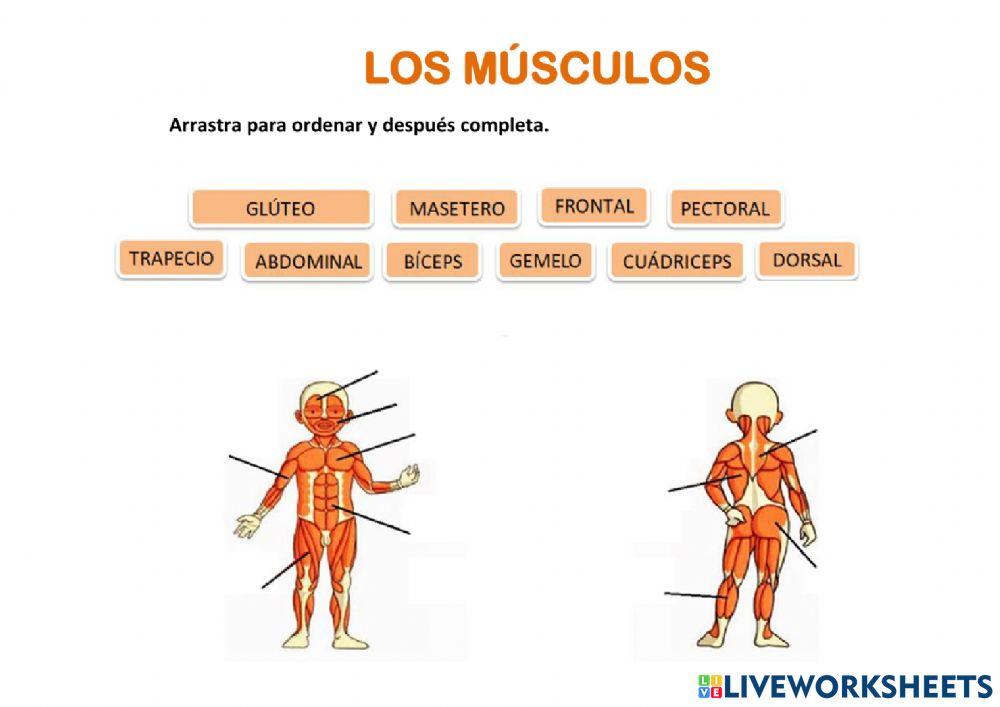Los músculos | Free Interactive Worksheets | 2278563