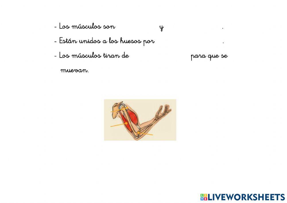 Los músculos | Free Interactive Worksheets | 2278563