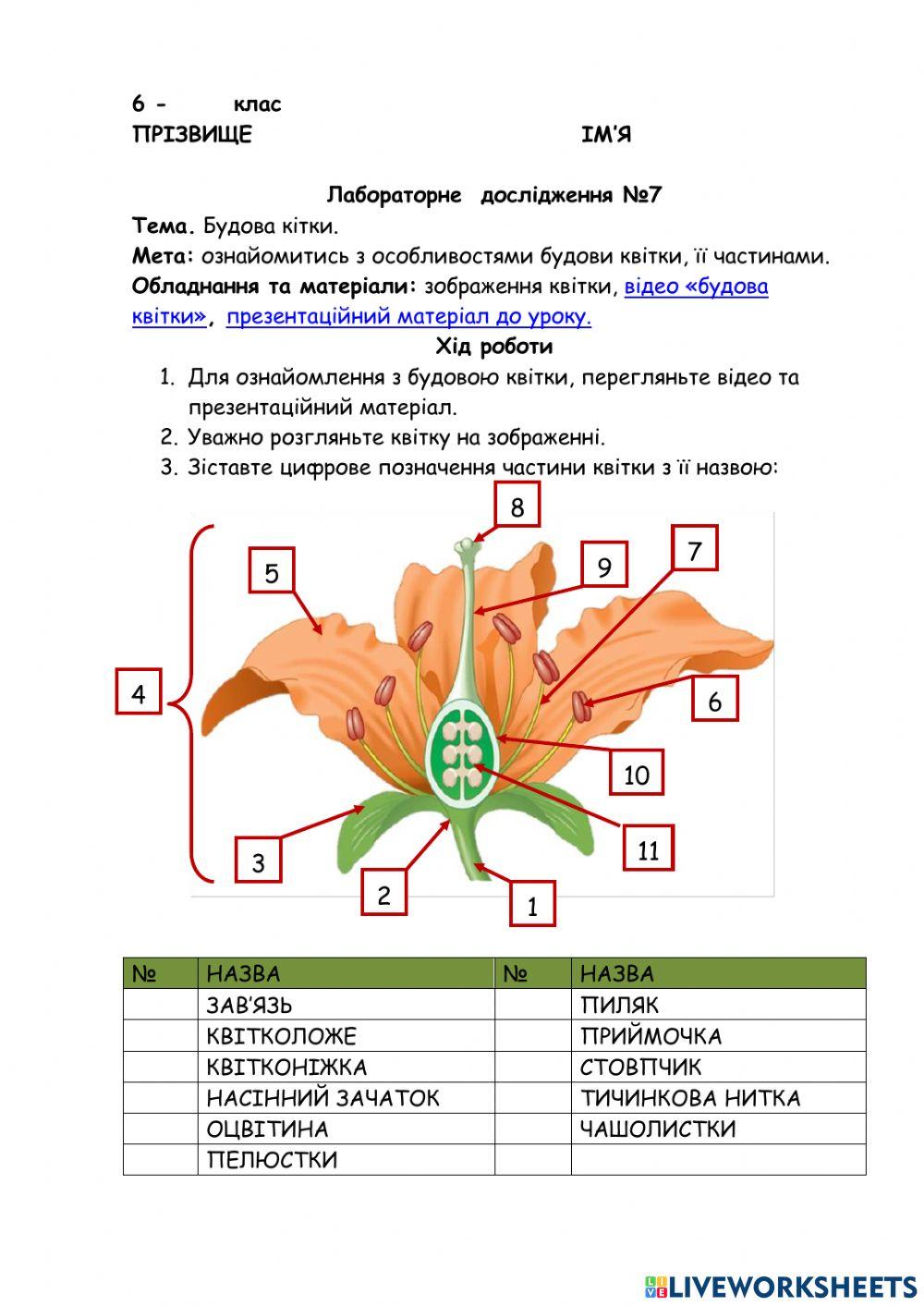 Лабораторне дослідження будови квітки Worksheet Live Worksheets