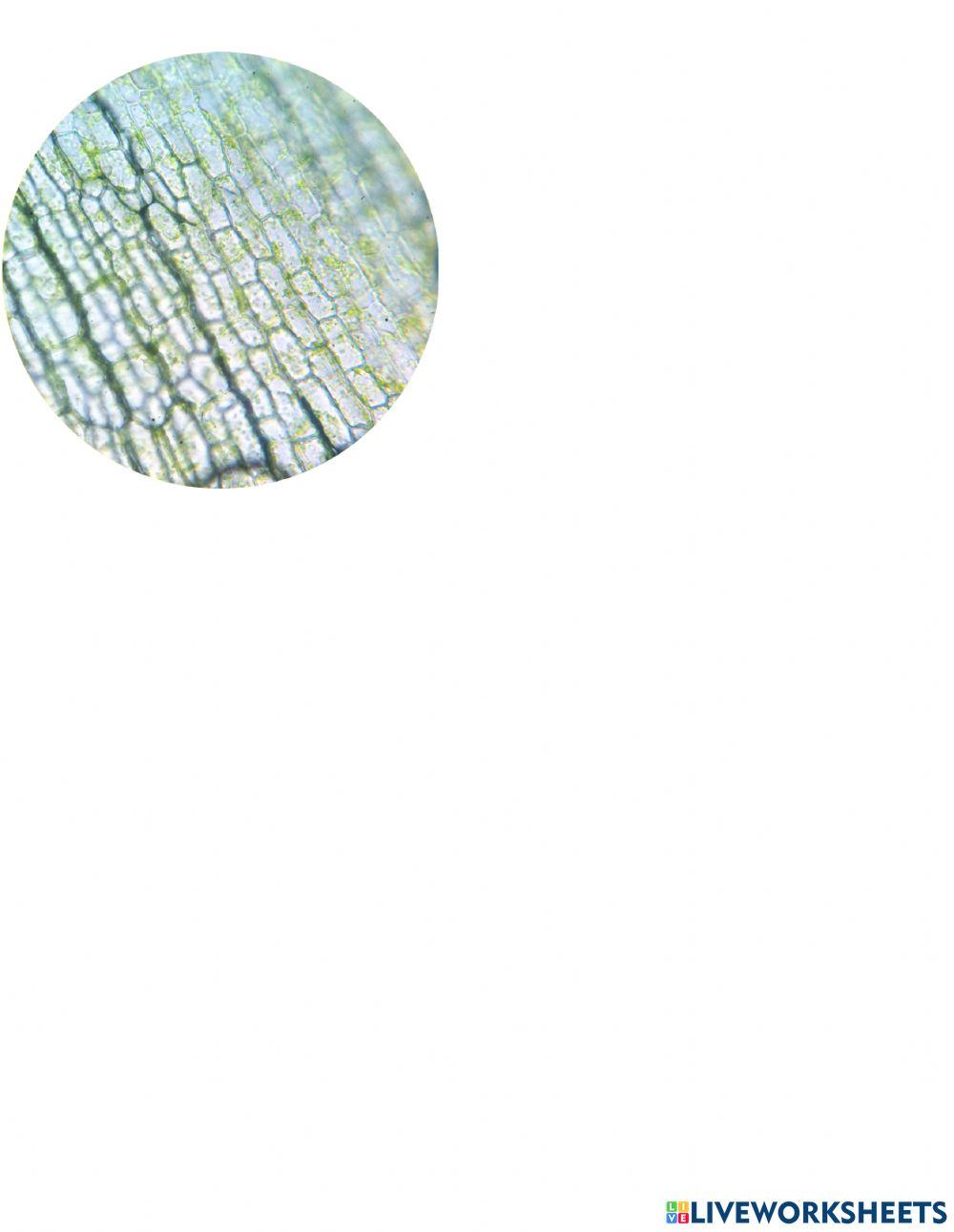 Zelula motak 2280098 | ASIER BERMEJO delgado | Live