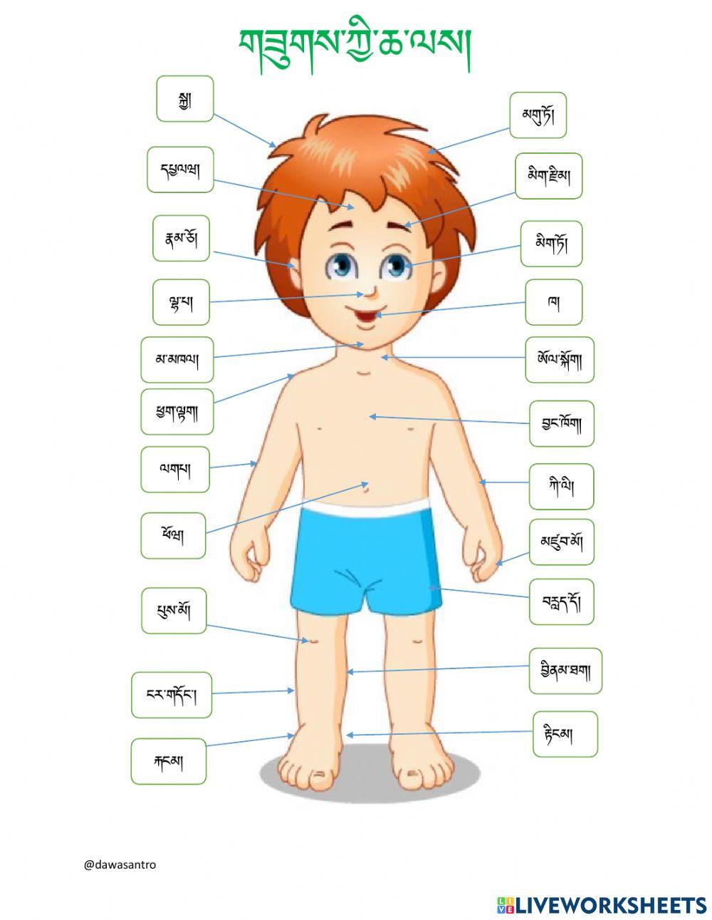 Body Parts Chart complete Dzo worksheet | Live Worksheets