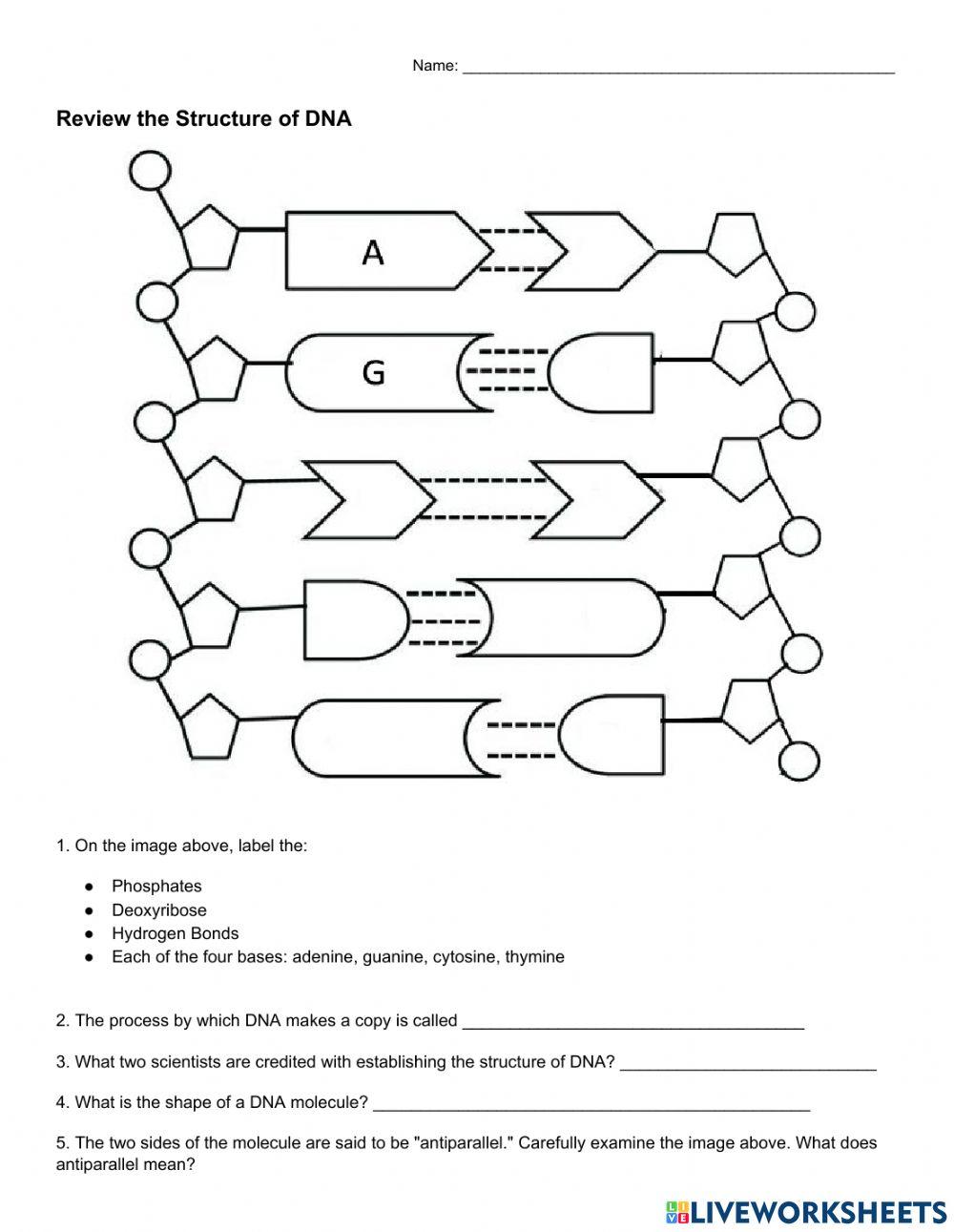 DNA Structure 2510980 | dabradley8 | LiveWorksheets