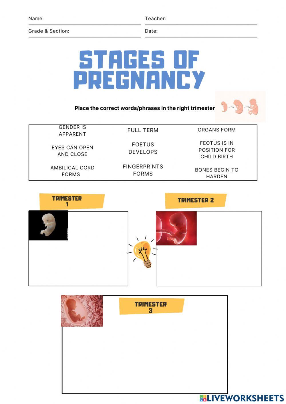 Stages of pregnancy online exercise for | Live Worksheets