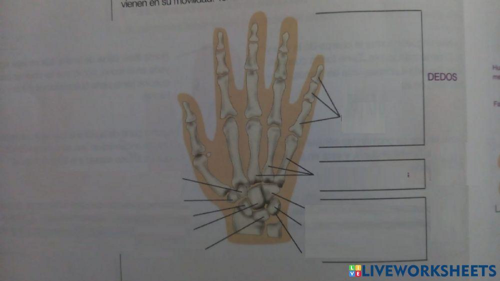 2281454 | Huesos de la mano | linda garcia