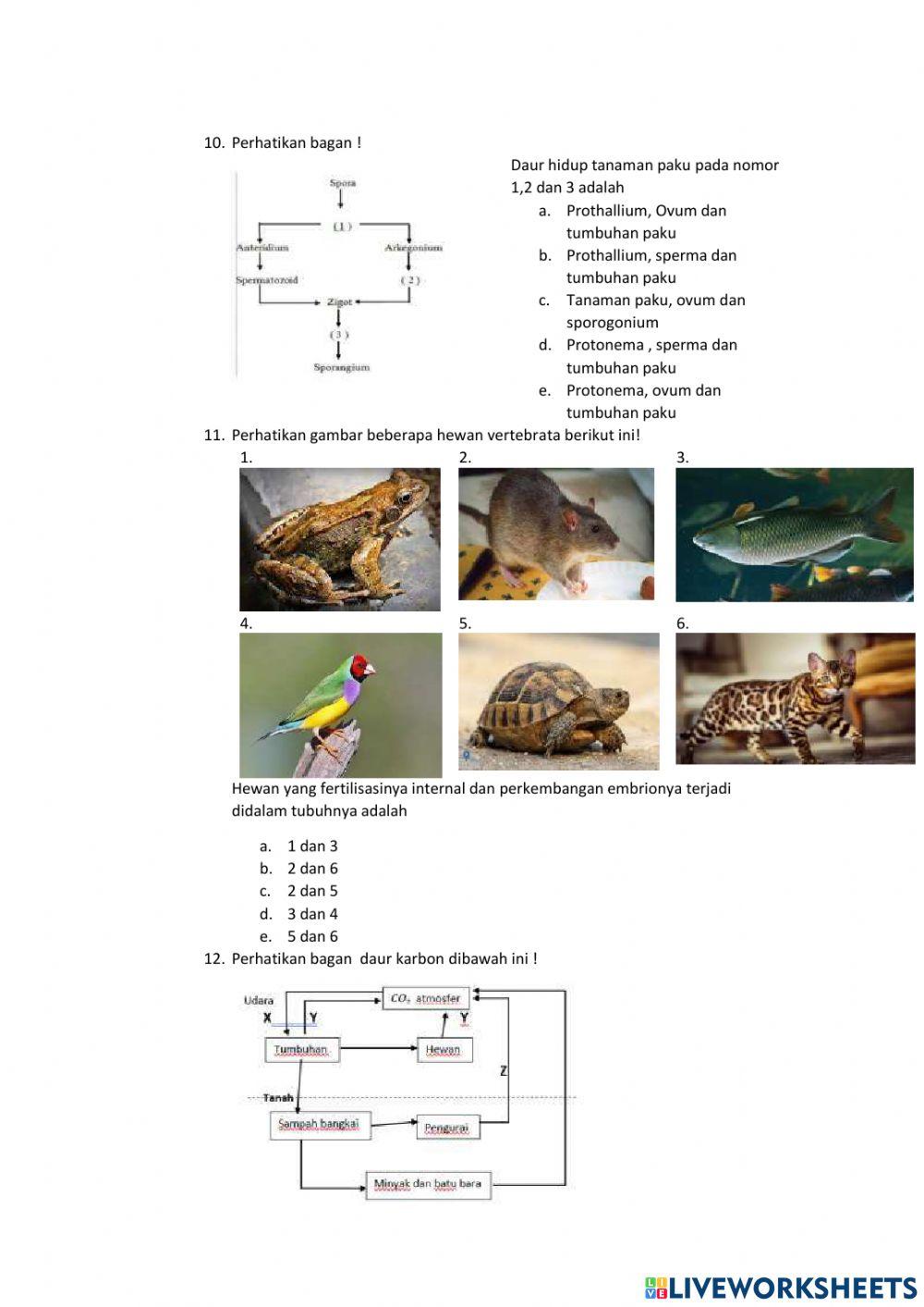 Biologi worksheet for 12 | Live Worksheets