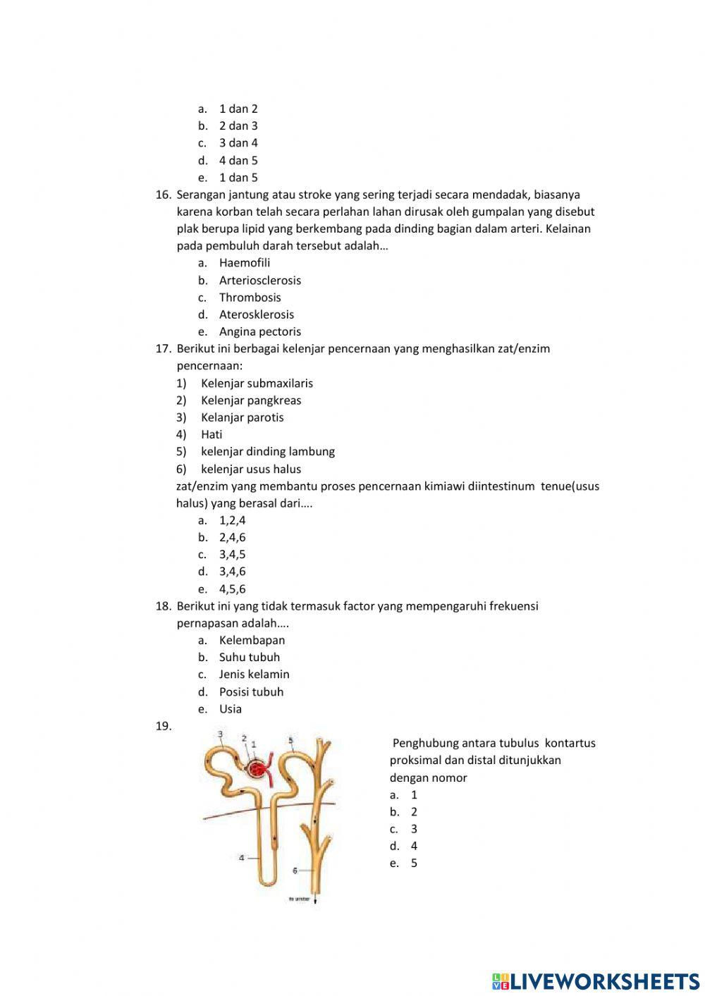 Biologi worksheet for 12 | Live Worksheets