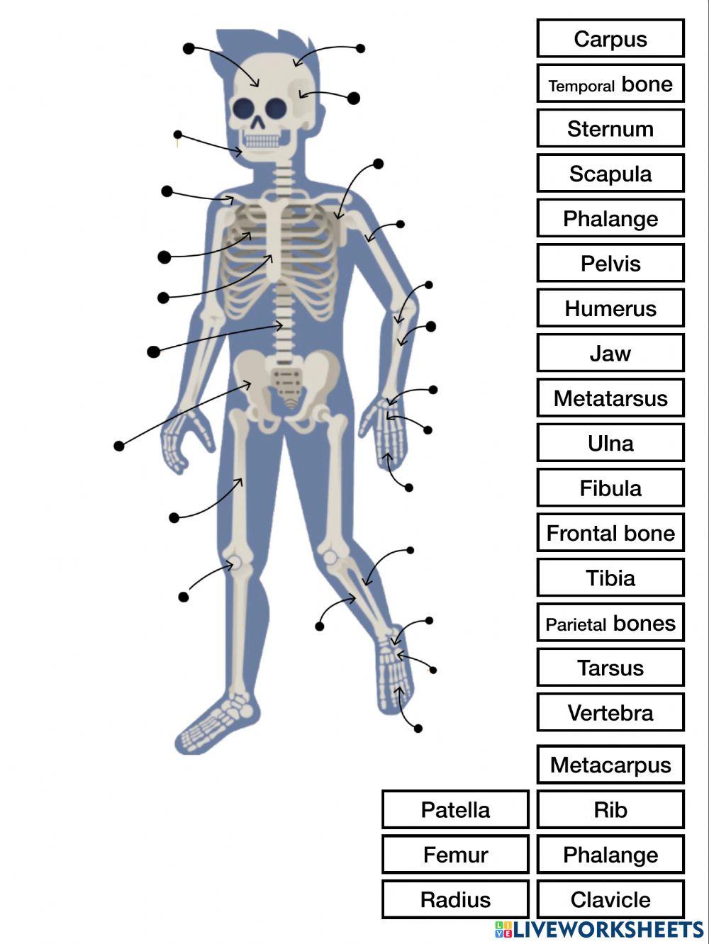 MarAlvarez | Bones Label 6928674 | LiveWorksheets