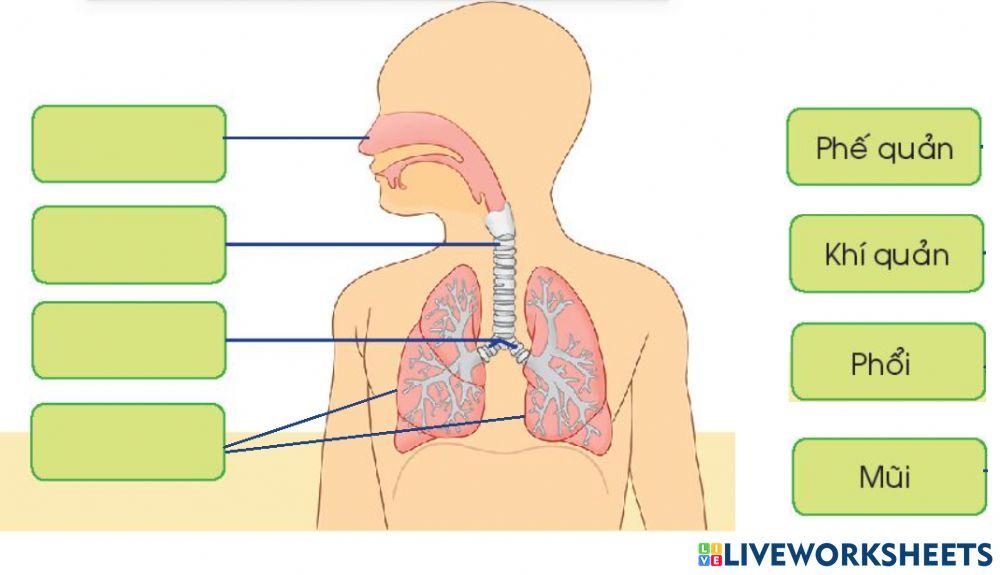 Cơ quan hô hấp interactive worksheet | Live Worksheets