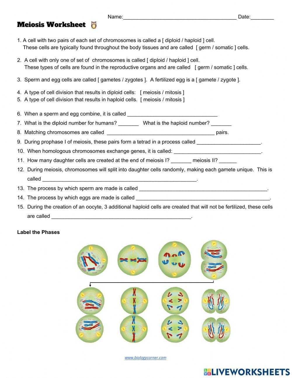 Genetic Variation Meiosis