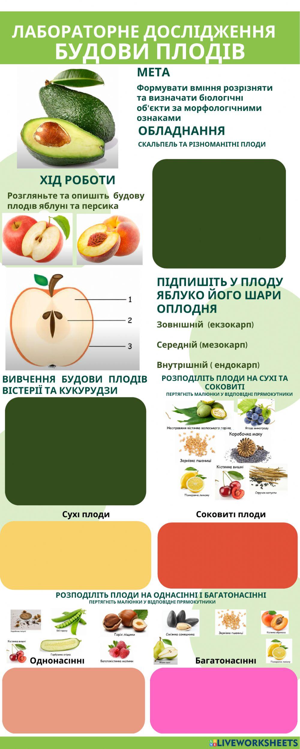 2293590 Лабораторне дослідження будови плодів Олена