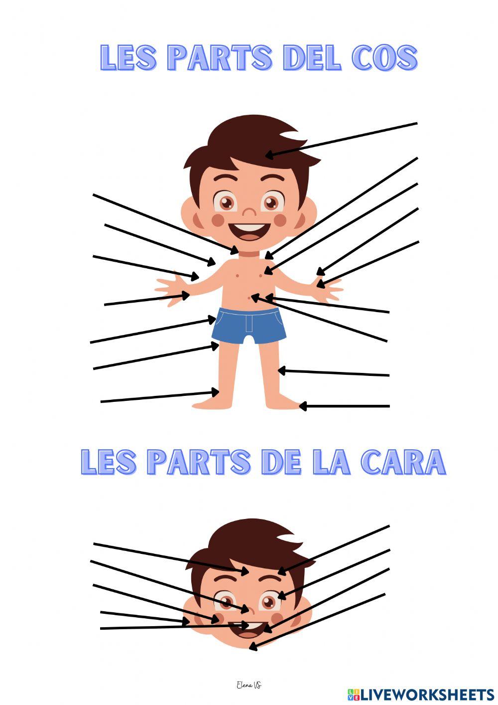 Les parts del cos online activity for A2 | Live Worksheets