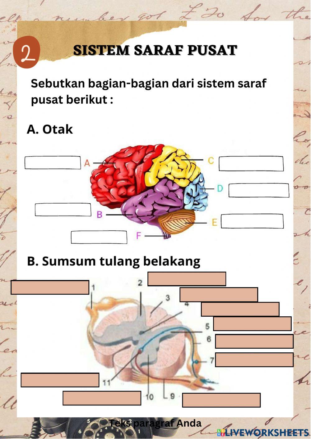 E Lkpd Sistem Saraf Interactive Worksheet - vrogue.co E Lkpd Sistem Saraf Interactive Worksheet - vrogue.co