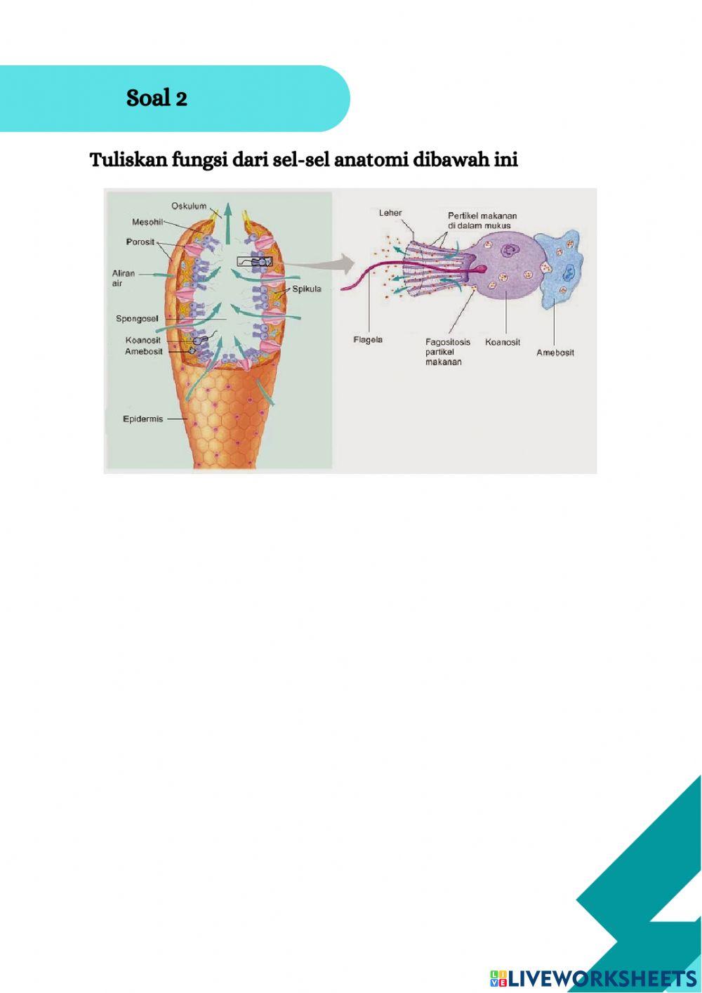 LKPD Invertebrata (Porifera) worksheet | Live Worksheets