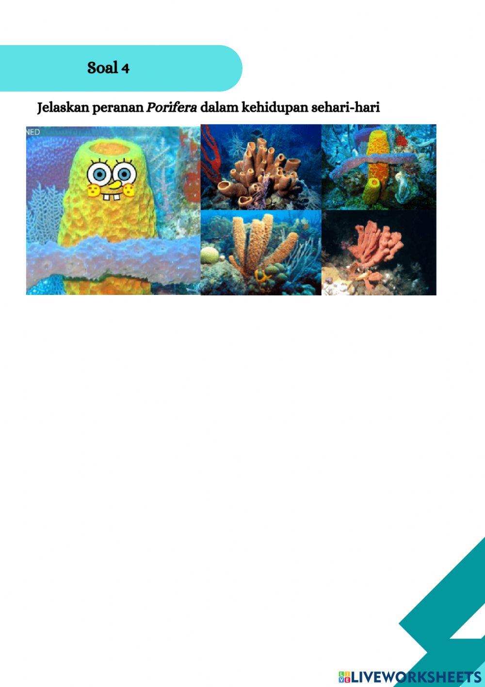 LKPD Invertebrata (Porifera) worksheet | Live Worksheets