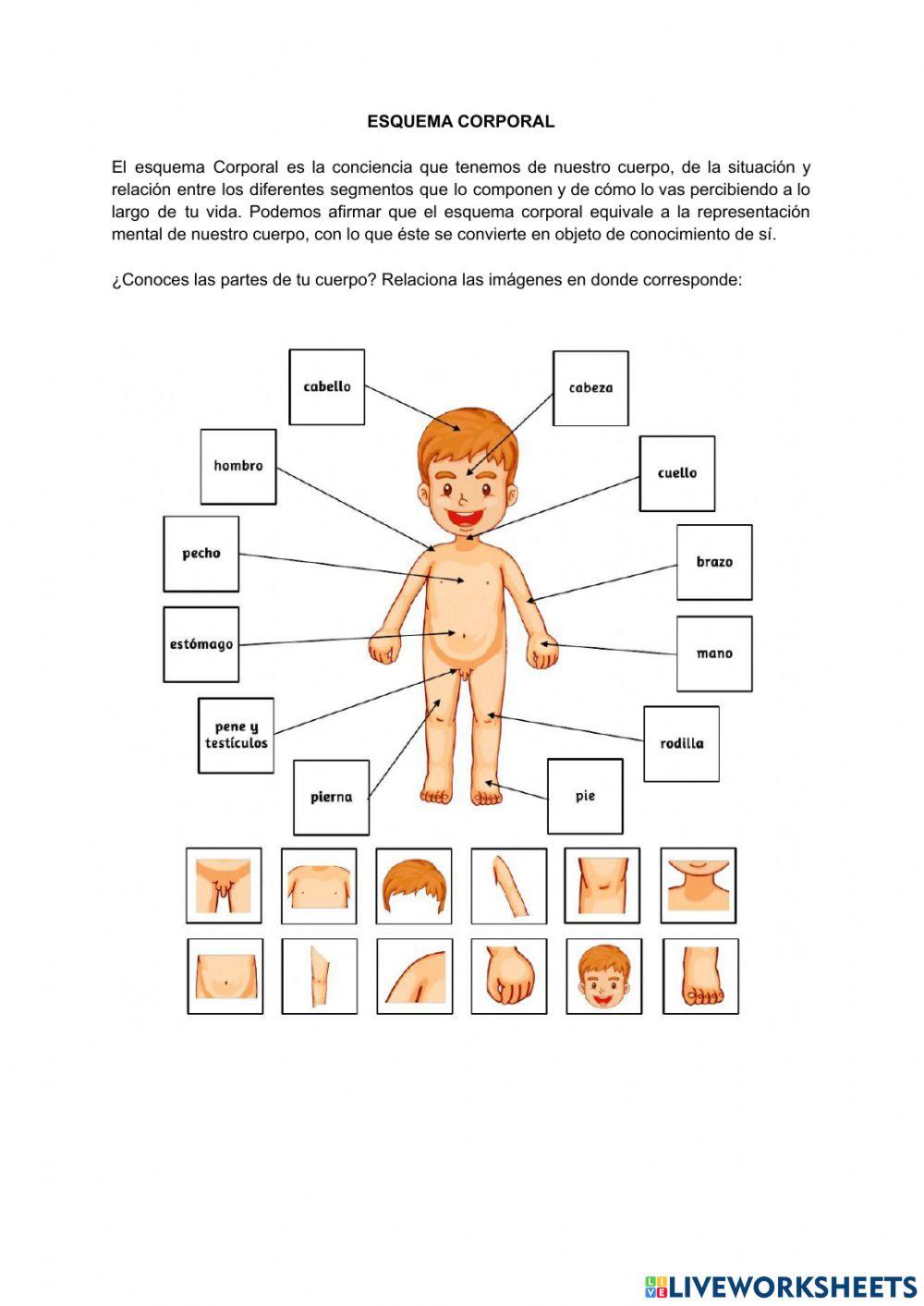 Esquema corporal Educación Física exercise | Live Worksheets