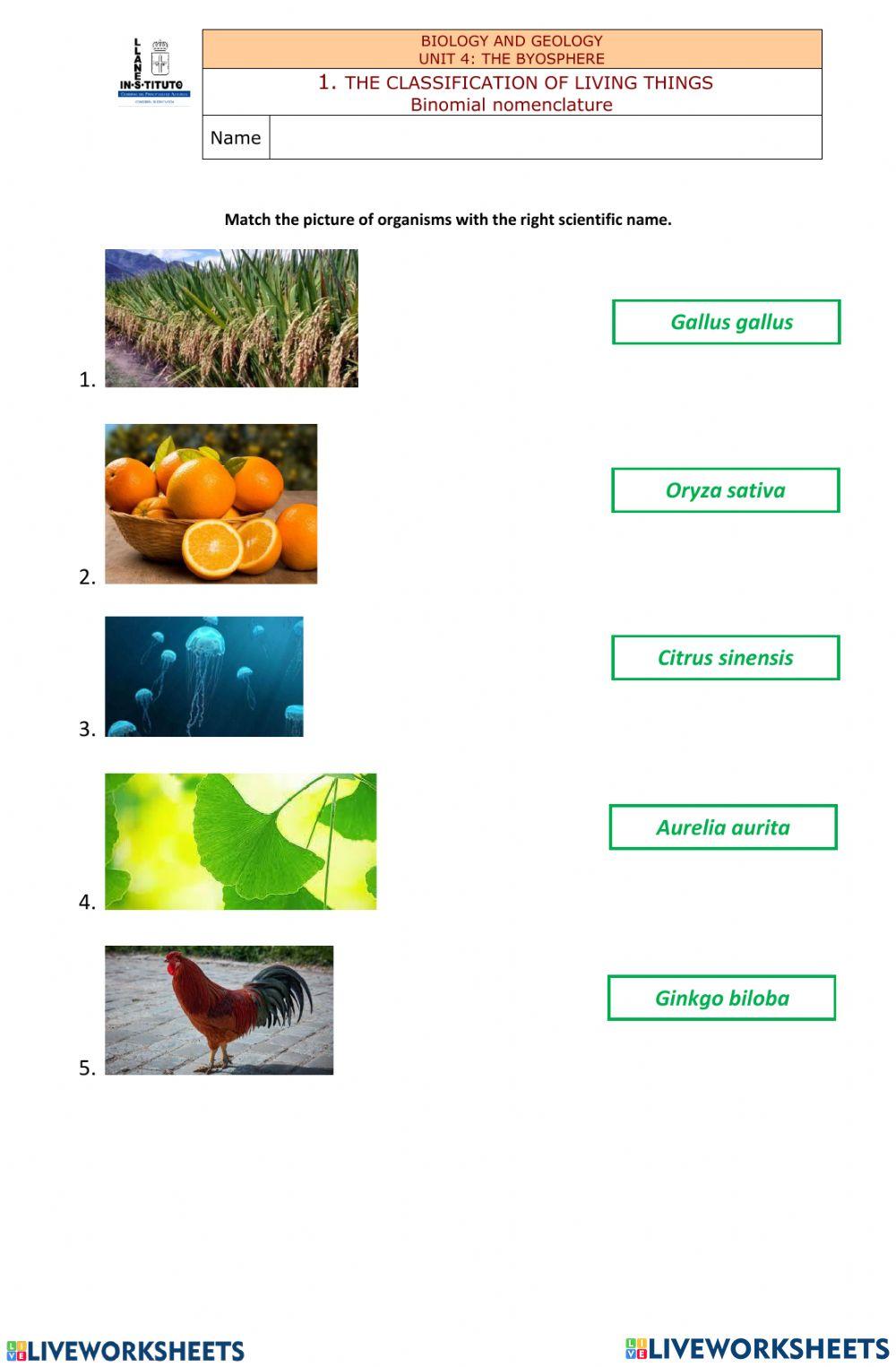 2532962 | Binomial nomenclature | mffg | LiveWorksheets