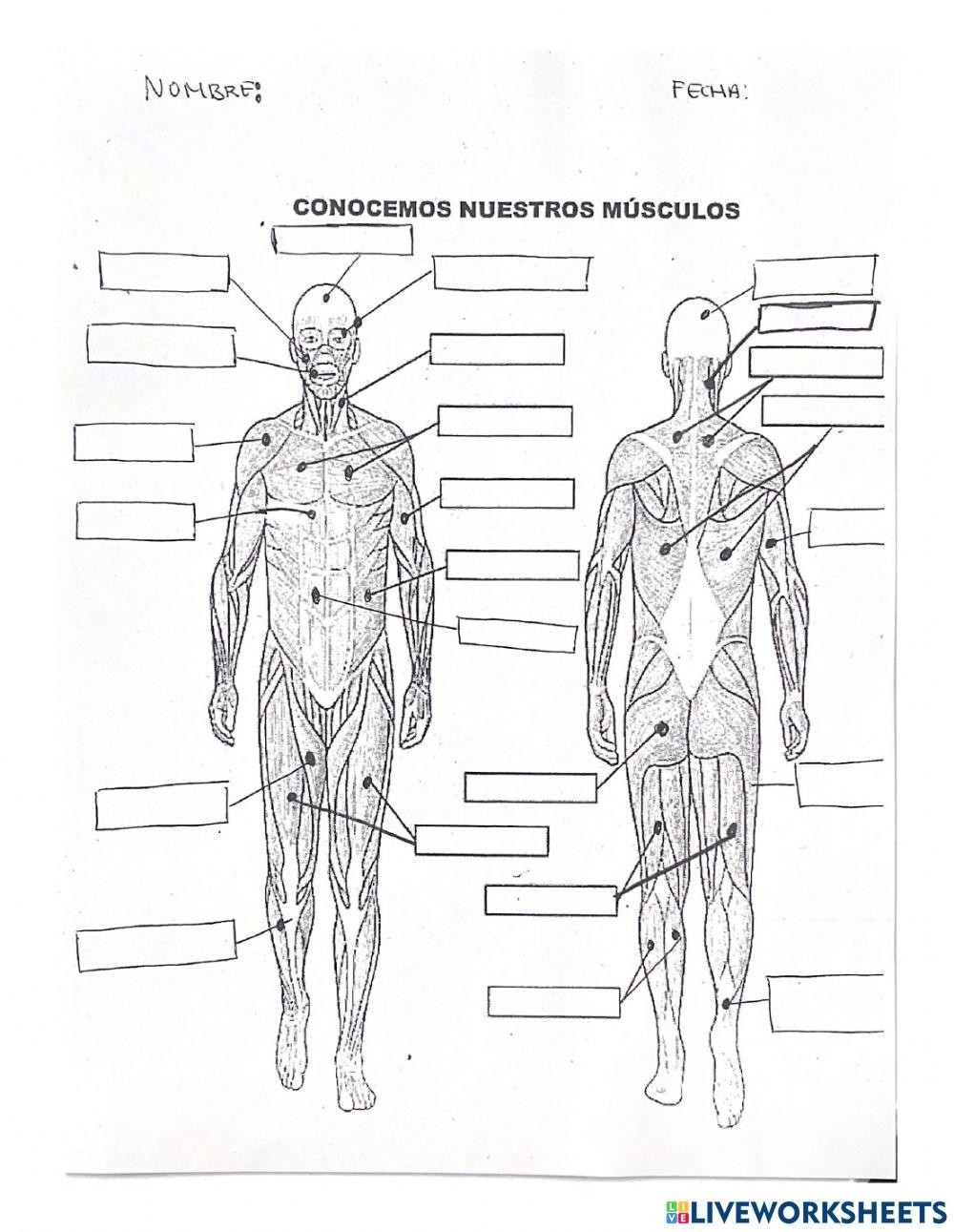 Músculos del cuerpo interactive exercise | Live Worksheets