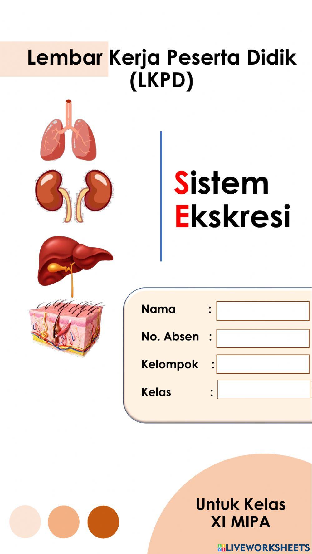 LKPD Sistem Ekskresi online exercise for | Live Worksheets
