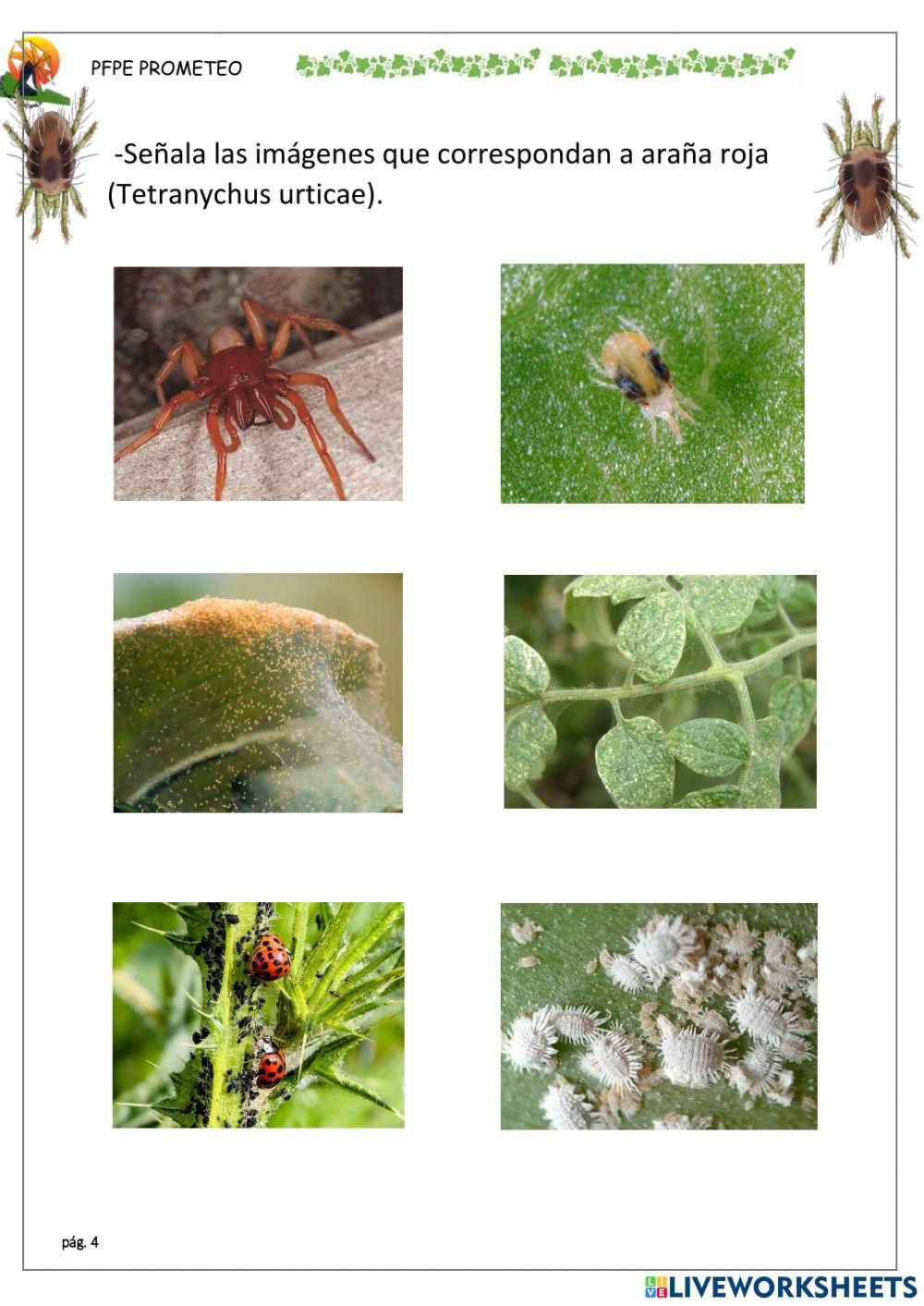 Araña roja worksheet | Live Worksheets