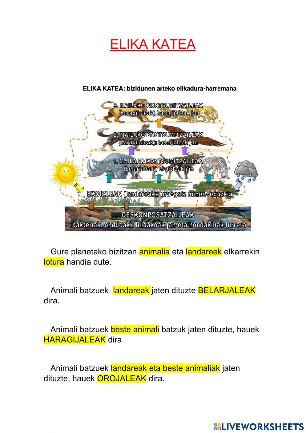 Elika katea activity | Live Worksheets